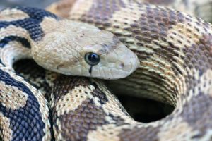 List Of North American Snakes