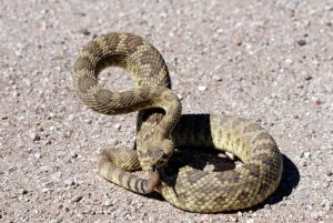 List Of North American Snakes