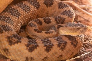 List Of North American Snakes