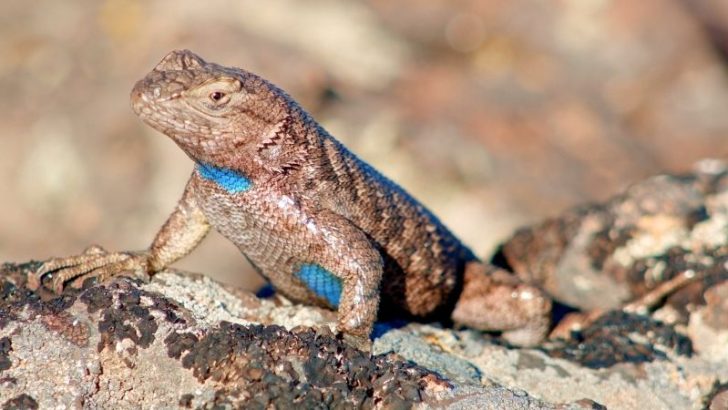 List Of North American Lizards