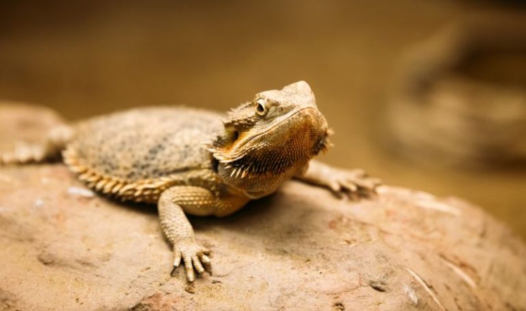 List Of North American Lizards – North American Nature