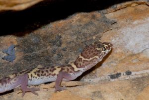 List Of North American Lizards