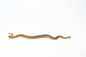 List Of North American Snakes
