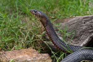 List Of North American Snakes