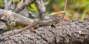 Biodiversity In The Great Basin: Desert Life And Adaptations – North ...