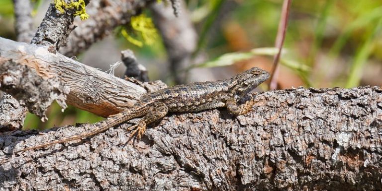 Biodiversity In The Great Basin: Desert Life And Adaptations – North ...