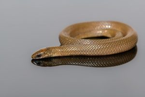 10 Brown Snakes You Can Find In South Carolina – North American Nature