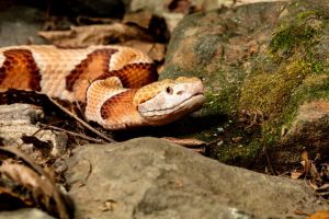 List Of North American Snakes