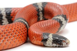 List Of North American Snakes