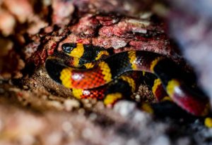 List Of North American Snakes