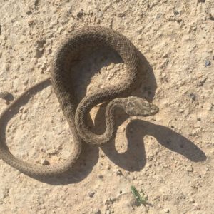 List Of North American Snakes