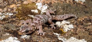 List Of North American Lizards – North American Nature
