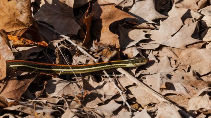 List Of North American Snakes