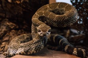 List Of North American Snakes