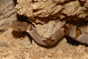 List Of North American Snakes