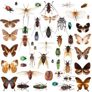 Why Are Insects Important?