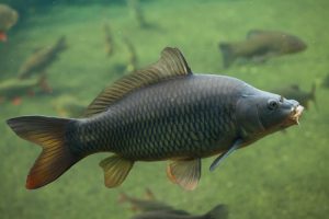 List Of North American Fish