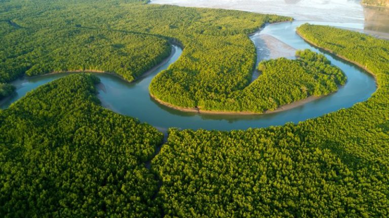 Mangroves Of The Gulf Coast: Essential Habitats For Biodiversity ...