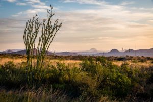 The Chihuahuan Desert’s Diversity: From Cacti To Critters – North ...