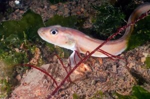 List Of North American Fish