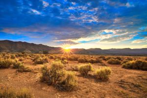 Desert Scrub – North American Nature