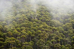 Eucalyptus Forest – North American Nature