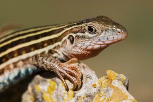 List Of North American Lizards