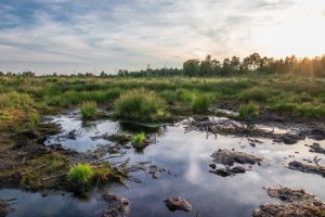 Bogs – North American Nature