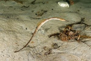 List Of North American Fish