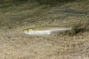 List Of North American Fish