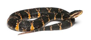 List Of North American Snakes
