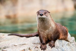What Sounds Do Otters Make? – North American Nature