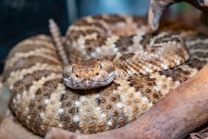 List Of North American Snakes