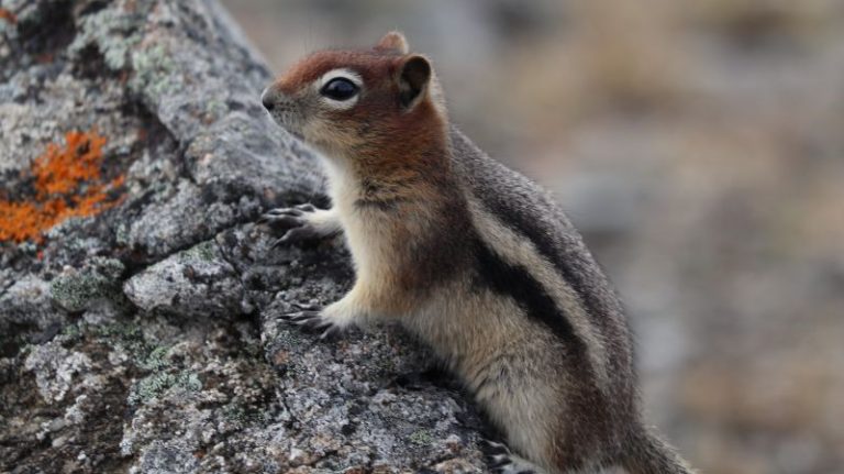 List Of North America Mammals