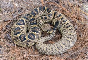 List Of North American Snakes