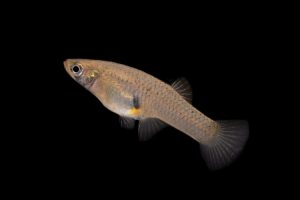 Why Are Fish Important?