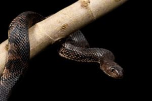 List Of North American Snakes