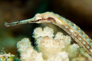 List Of North American Fish