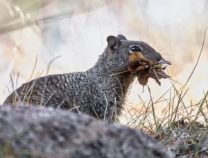 The Secrets of Squirrel Dentition – North American Nature