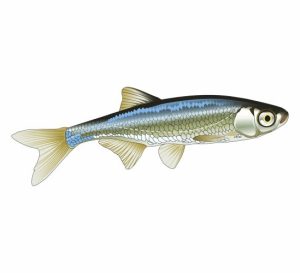 List Of North American Fish