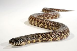 List Of North American Snakes