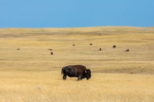 Biodiversity In The Great Plains: Prairie Dogs To Bison – North ...