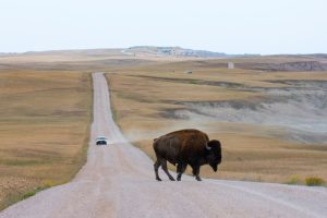 Biodiversity In The Great Plains: Prairie Dogs To Bison – North ...