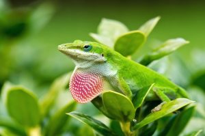 List Of North American Lizards – North American Nature