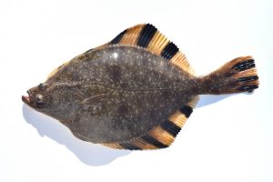 List Of North American Fish