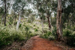 Eucalyptus Forest – North American Nature