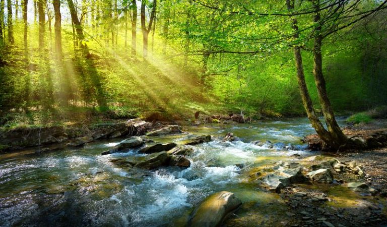 Montane Forest – North American Nature