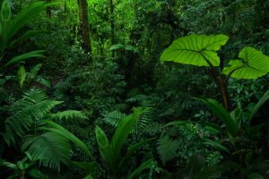 Subtropical Rainforest – North American Nature