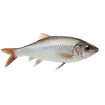 List Of North American Fish