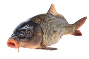 List Of North American Fish
